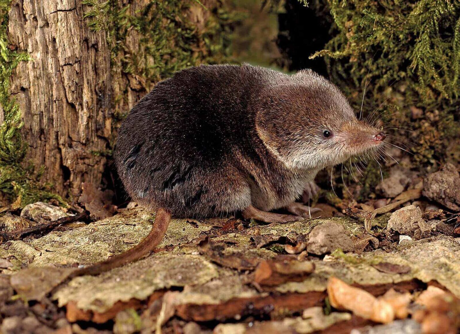 Top 17 Animals That Eat A Lot Of Food (With Images)