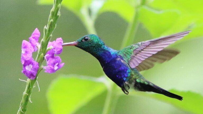 Top 19 Most Curious Animals In The World (With Pictures)