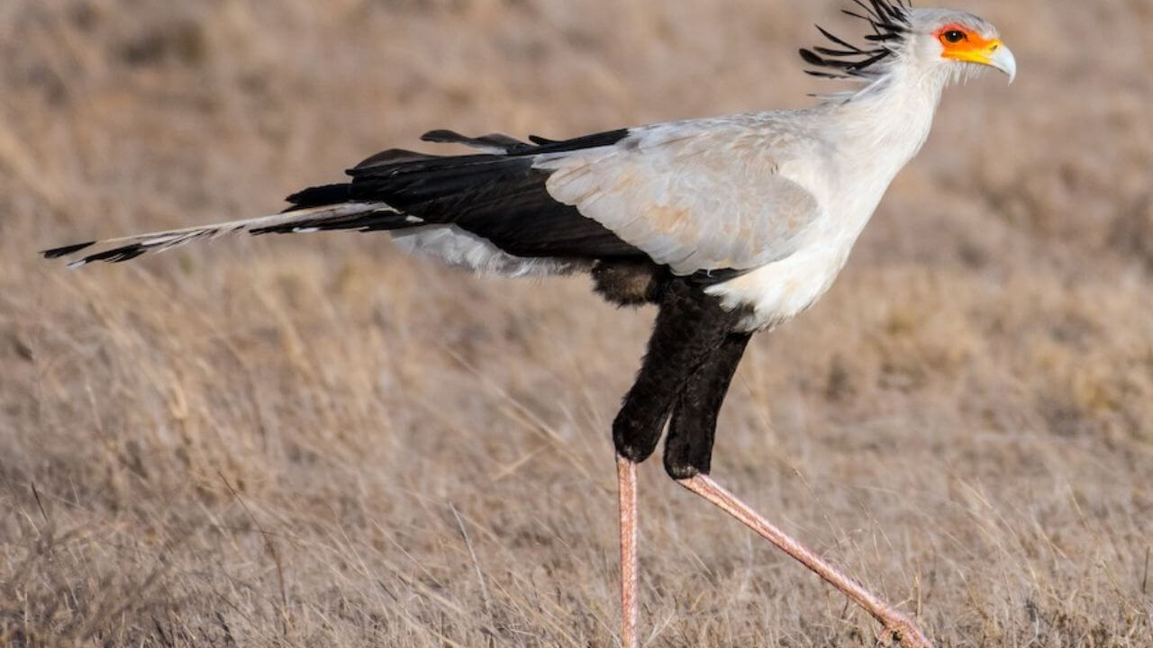 Interesting 13 Most Stubborn Animals In The World