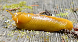 Top 13 Slow Animals In The World (With Pictures)