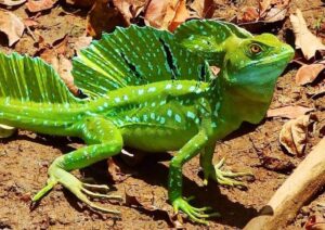 Top 16 Most Interesting Animals That Walk On Two Legs