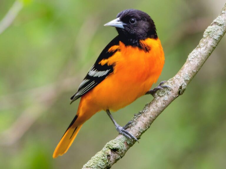 Top 9 Animals That Are Not Mammals (With Pictures)