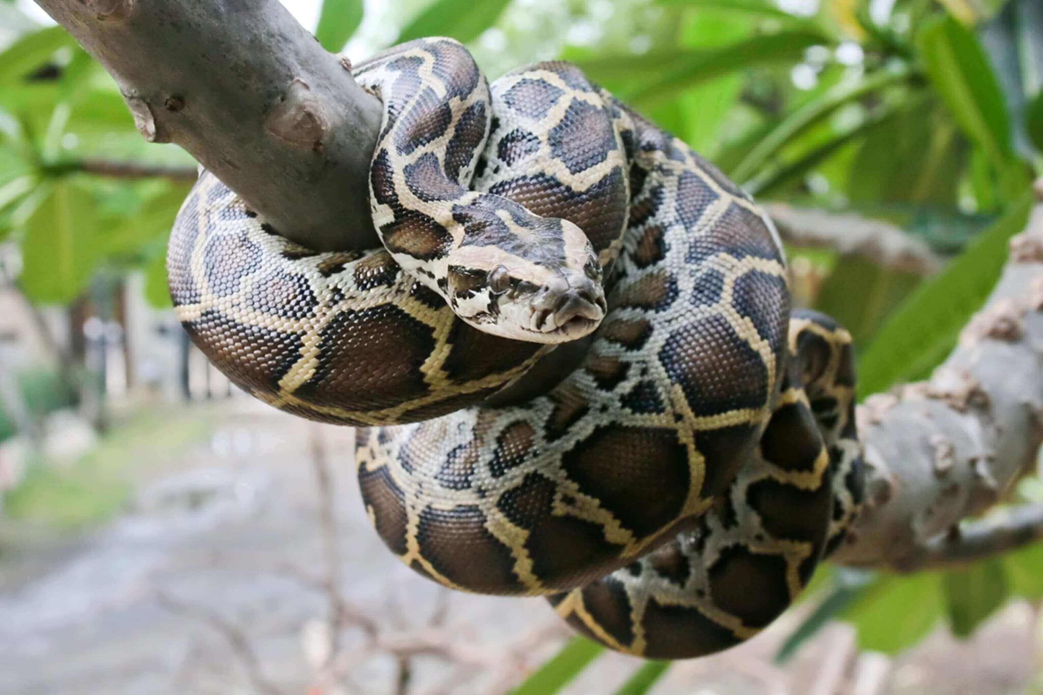 Top 17 Animals That Eat A Lot Of Food (With Images)