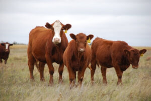 Interesting Top 14 Animals That Eat Corn (With Pictures)