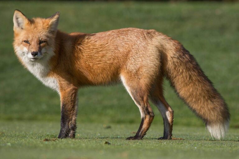 Top 19 Most Curious Animals In The World (With Pictures)