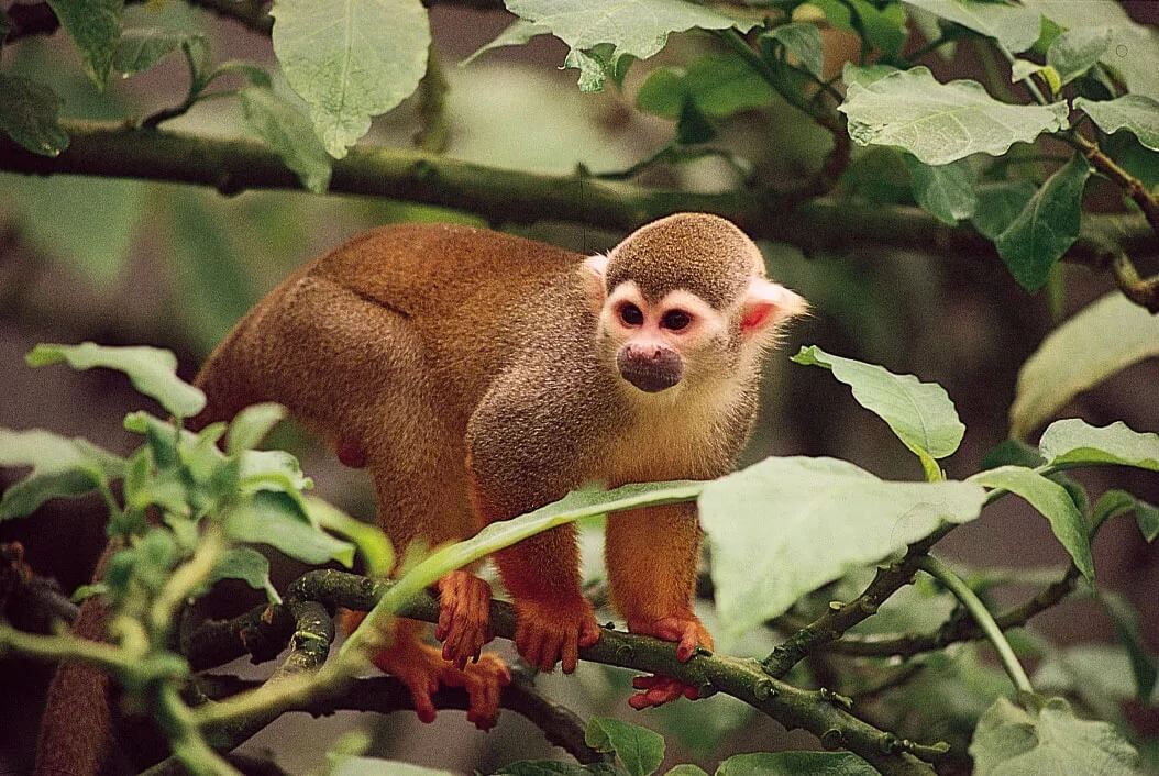 Top 19 Most Curious Animals In The World (With Pictures)