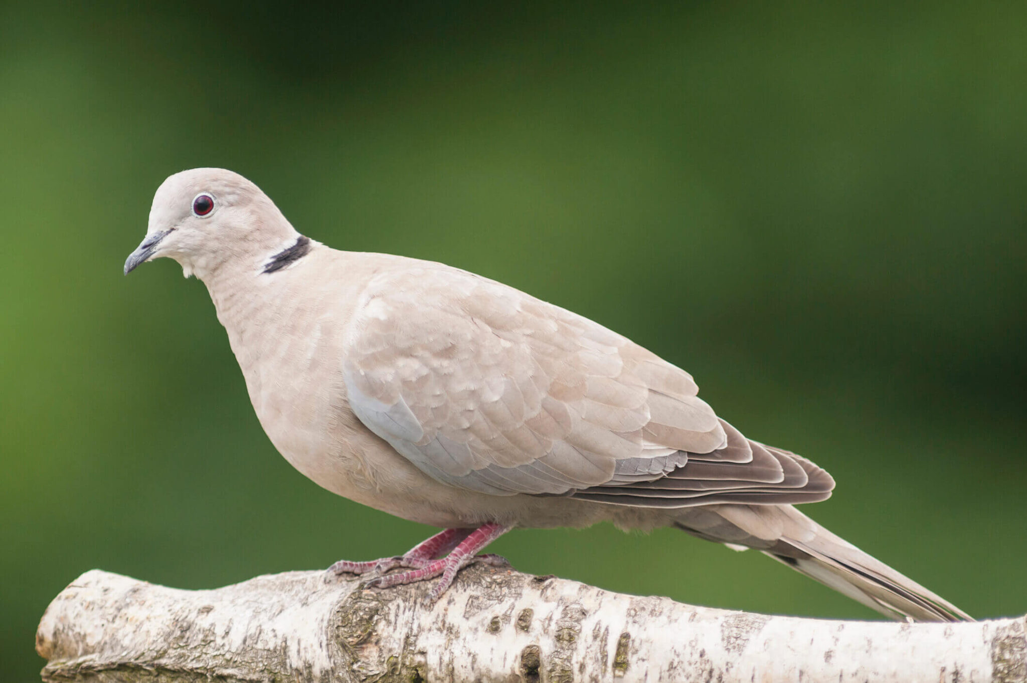 Top 9 Animals That Are Not Mammals (With Pictures)