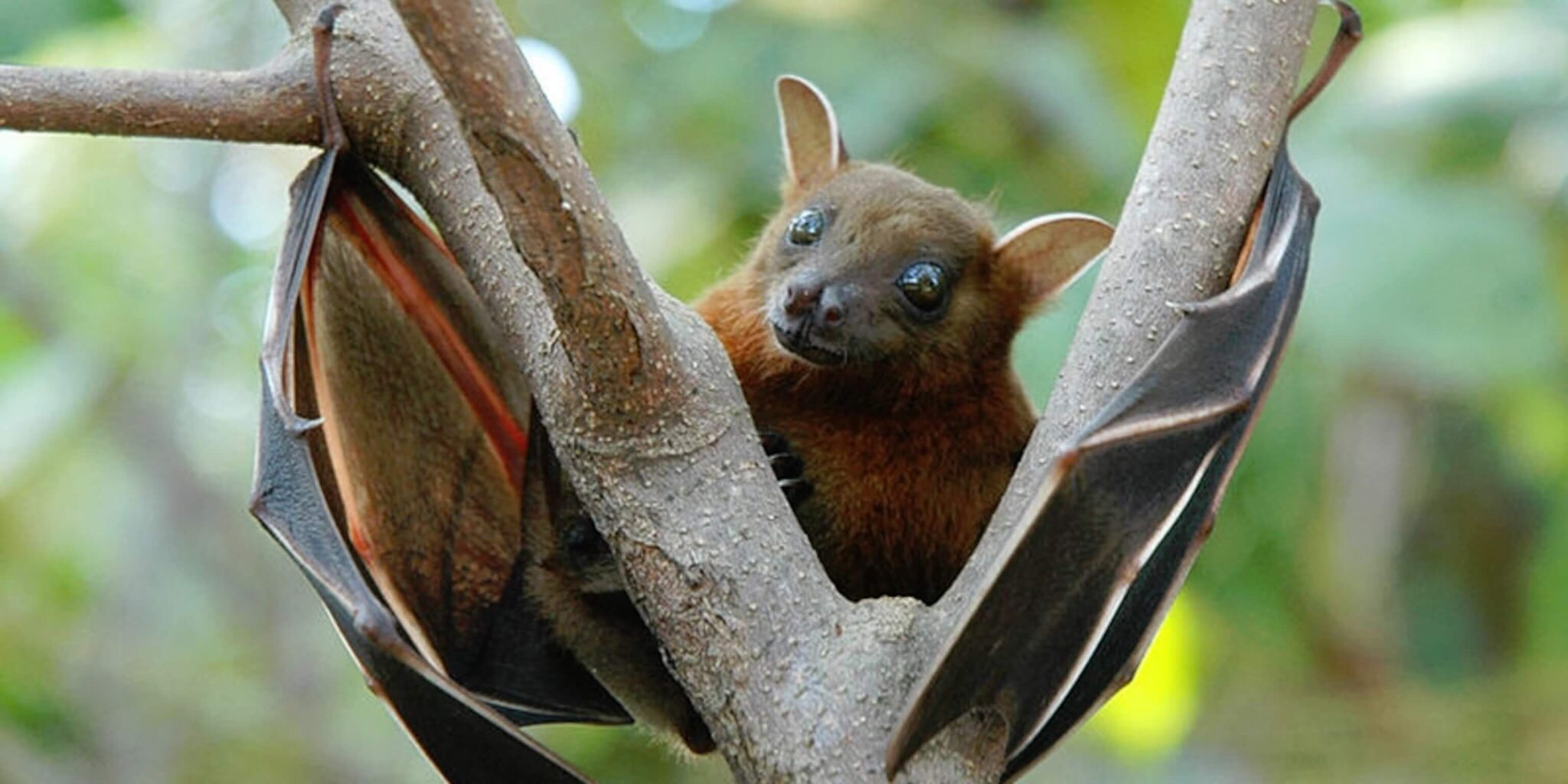 Interesting 14 Animals that Eat Coconuts (With Images)