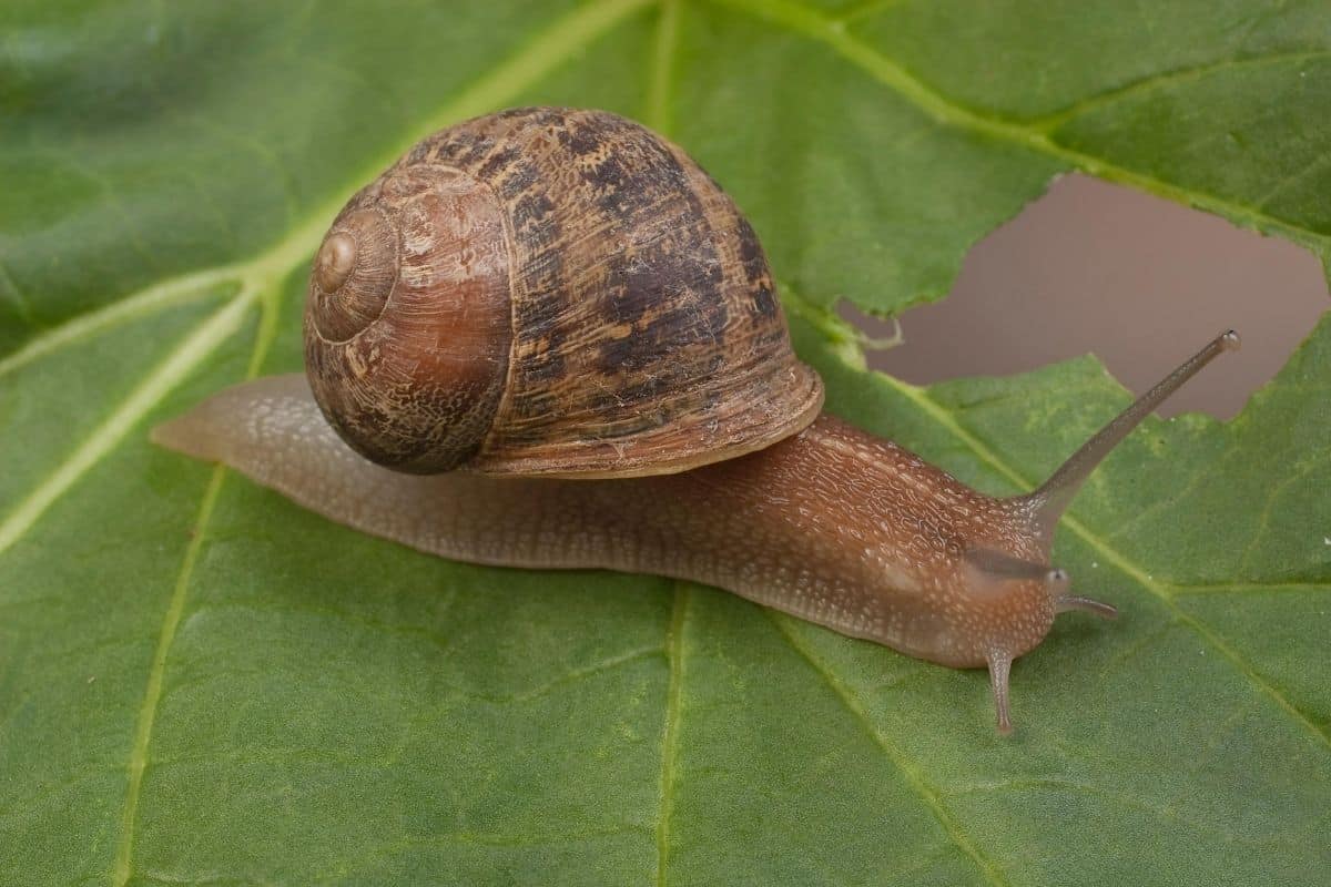 Top 13 Slow Animals In The World (With Pictures)
