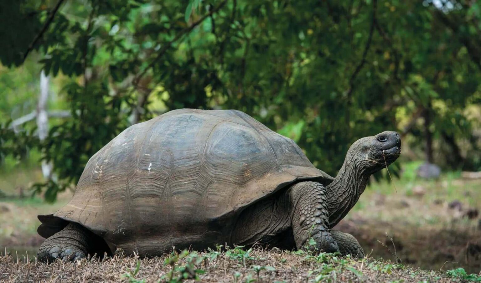 Top 13 Slow Animals In The World (With Pictures)