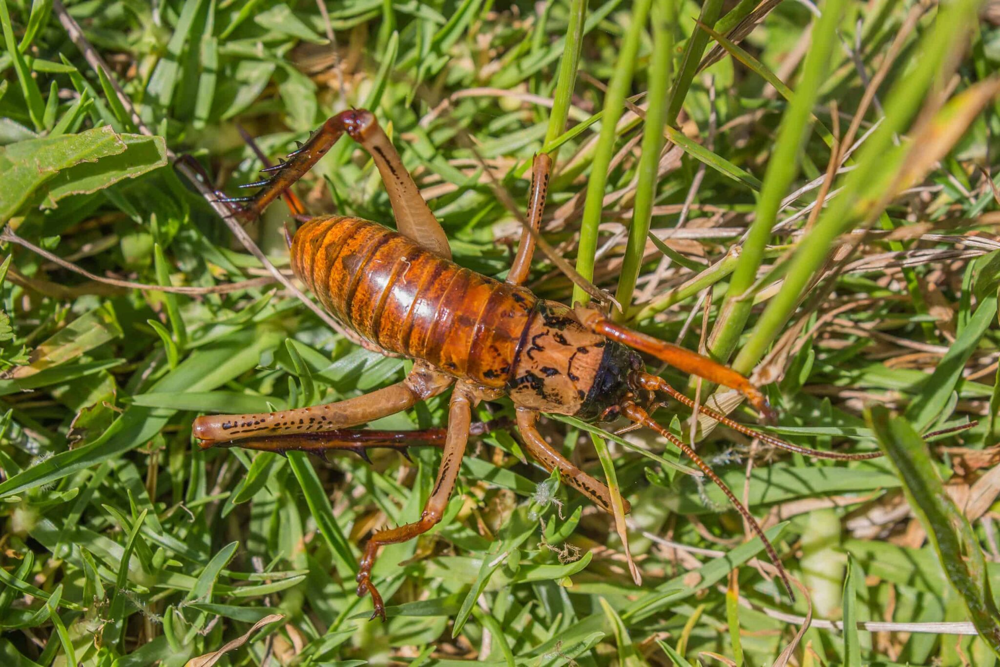 Top 17 Animals That Eat A Lot Of Food (With Images)