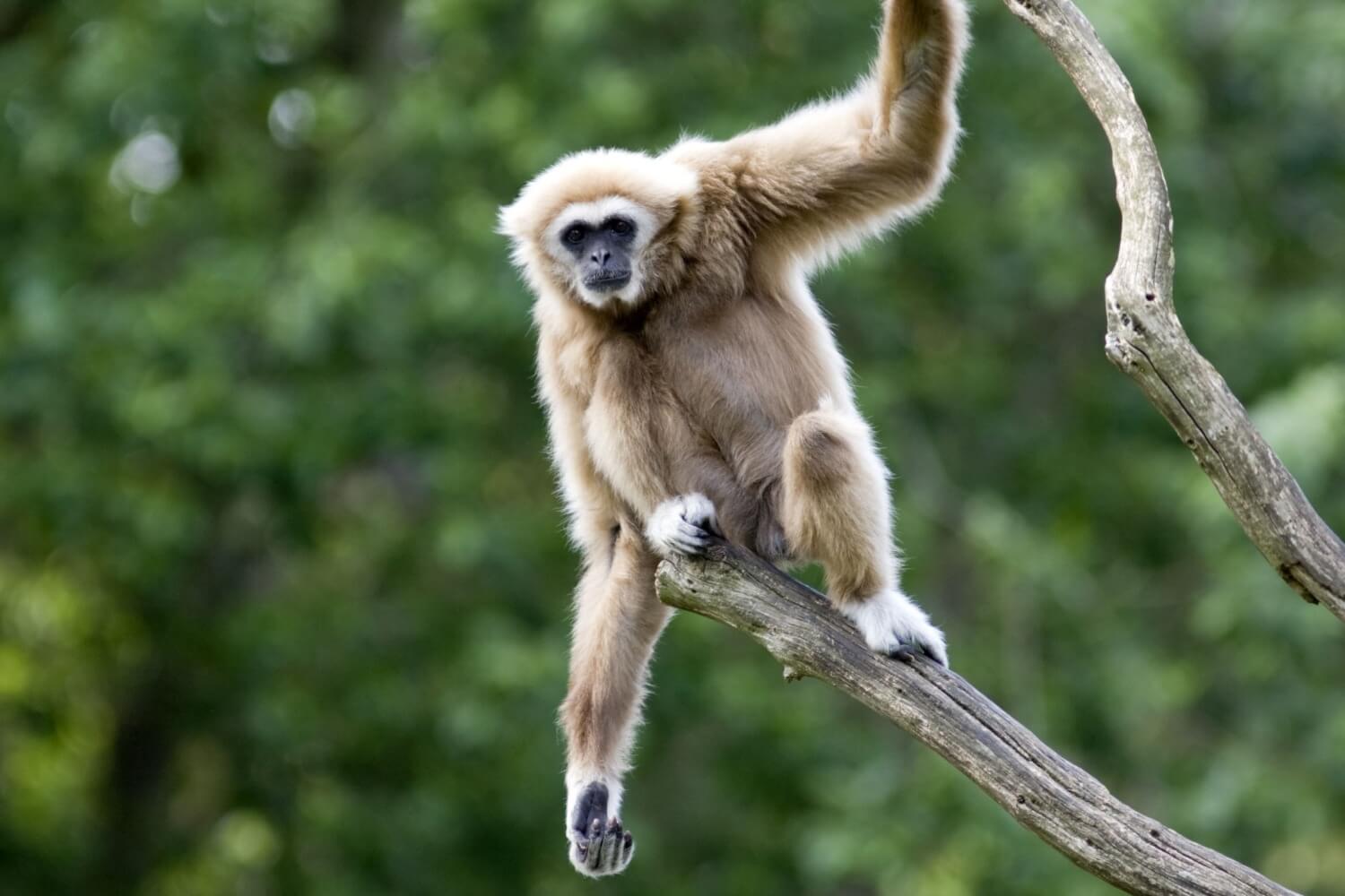 Top 16 Most Interesting Animals That Walk On Two Legs