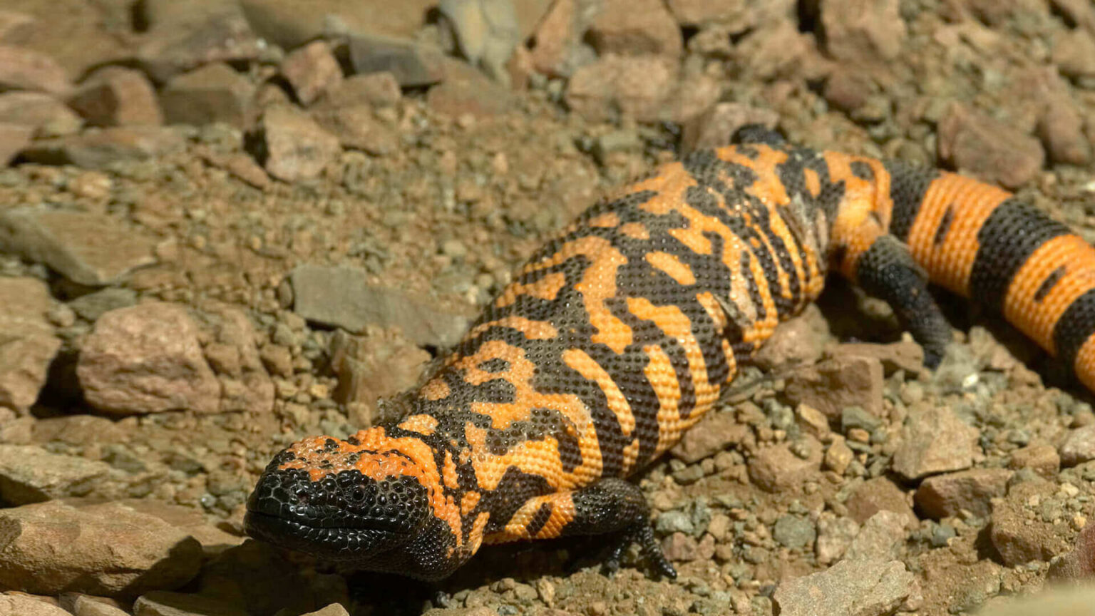 Top 13 Slow Animals In The World (With Pictures)
