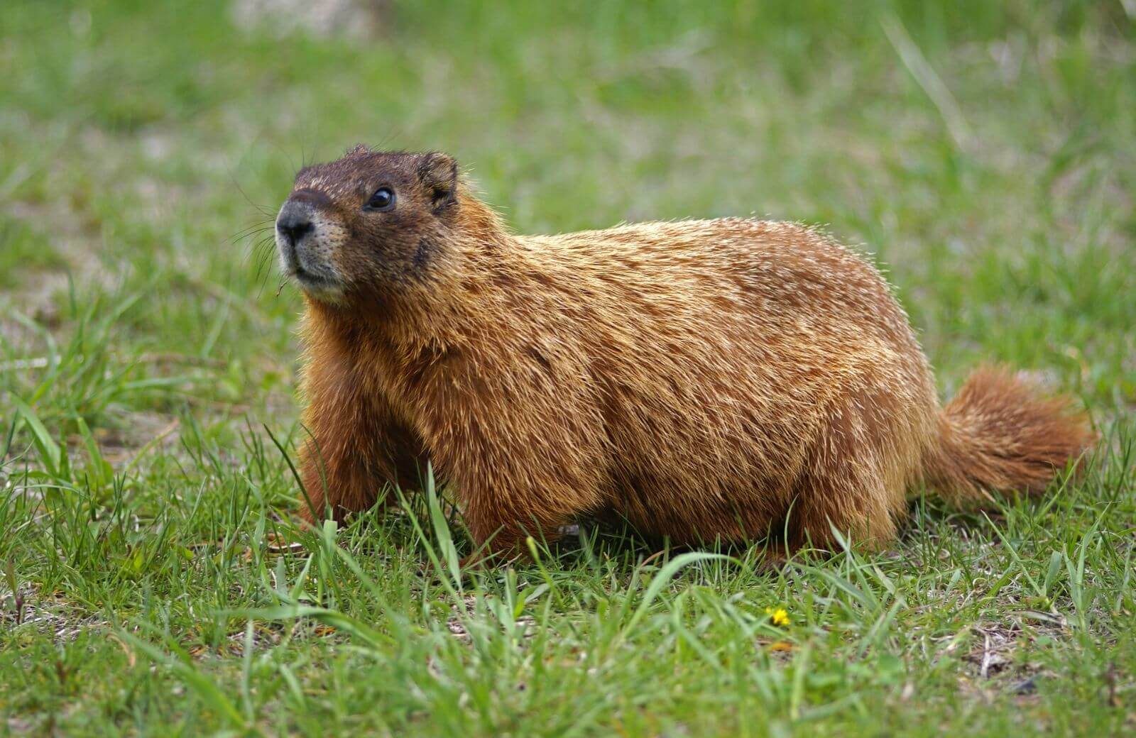 Interesting 15 Animals That Live In Fields (With Pictures)