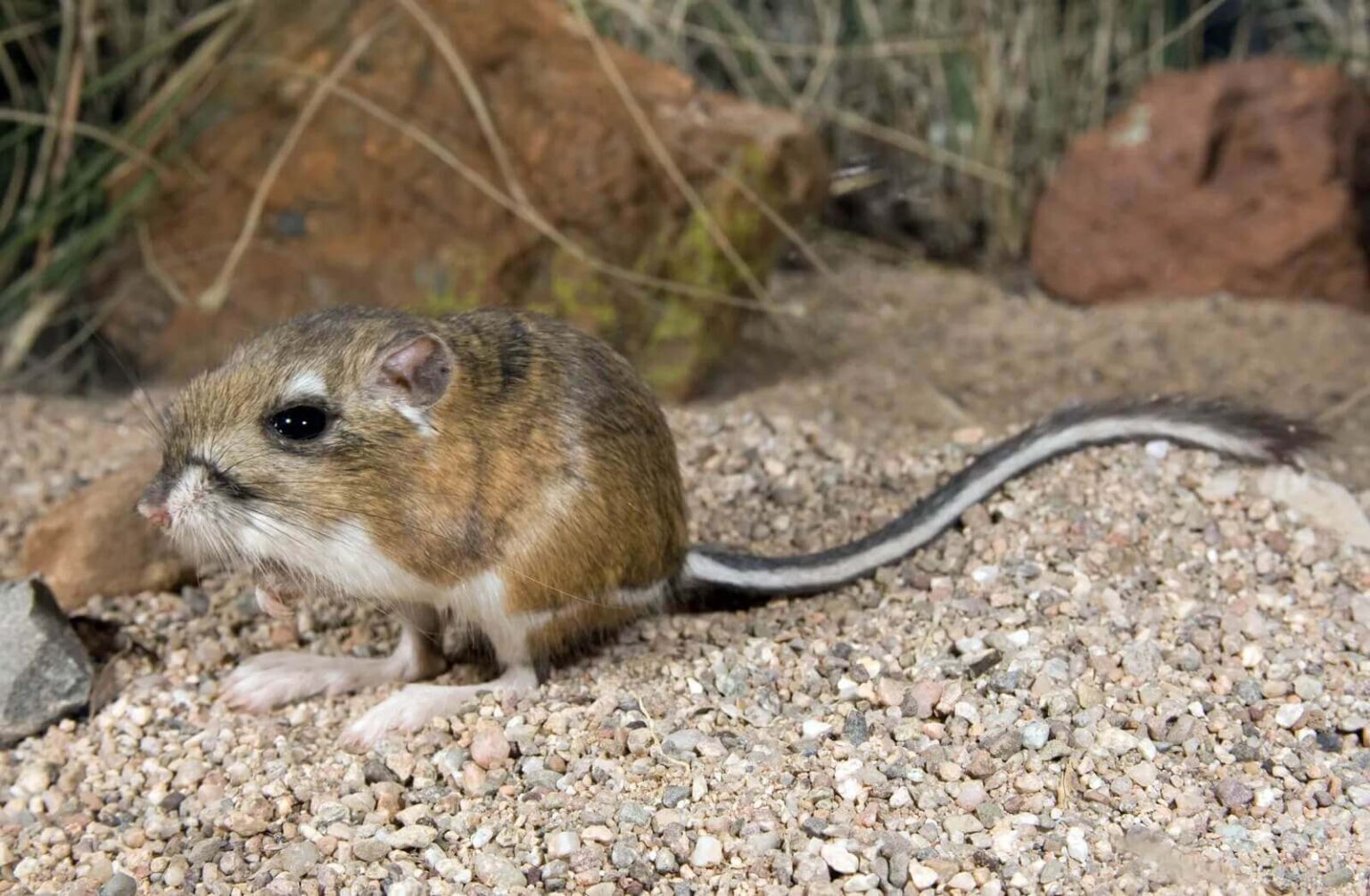 Top 16 Most Interesting Animals That Walk On Two Legs