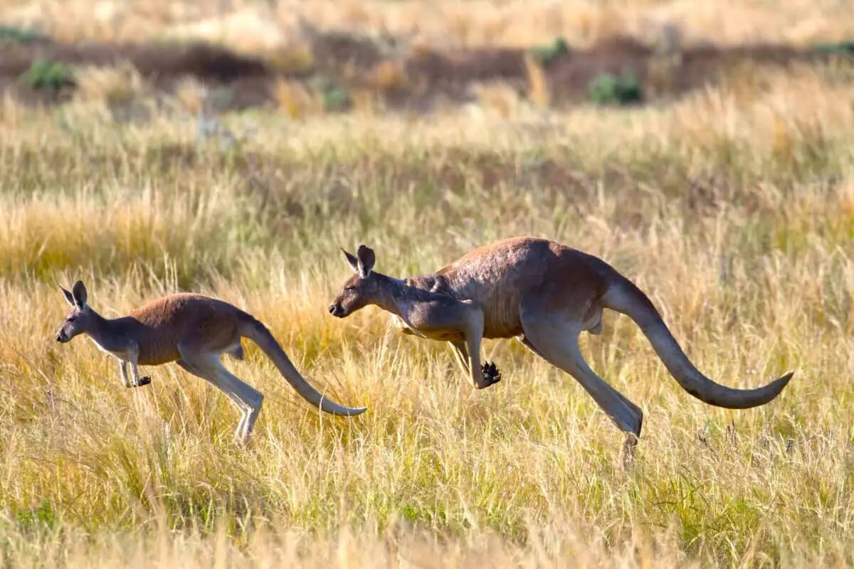 Interesting Facts: How Strong Kangaroos Are?