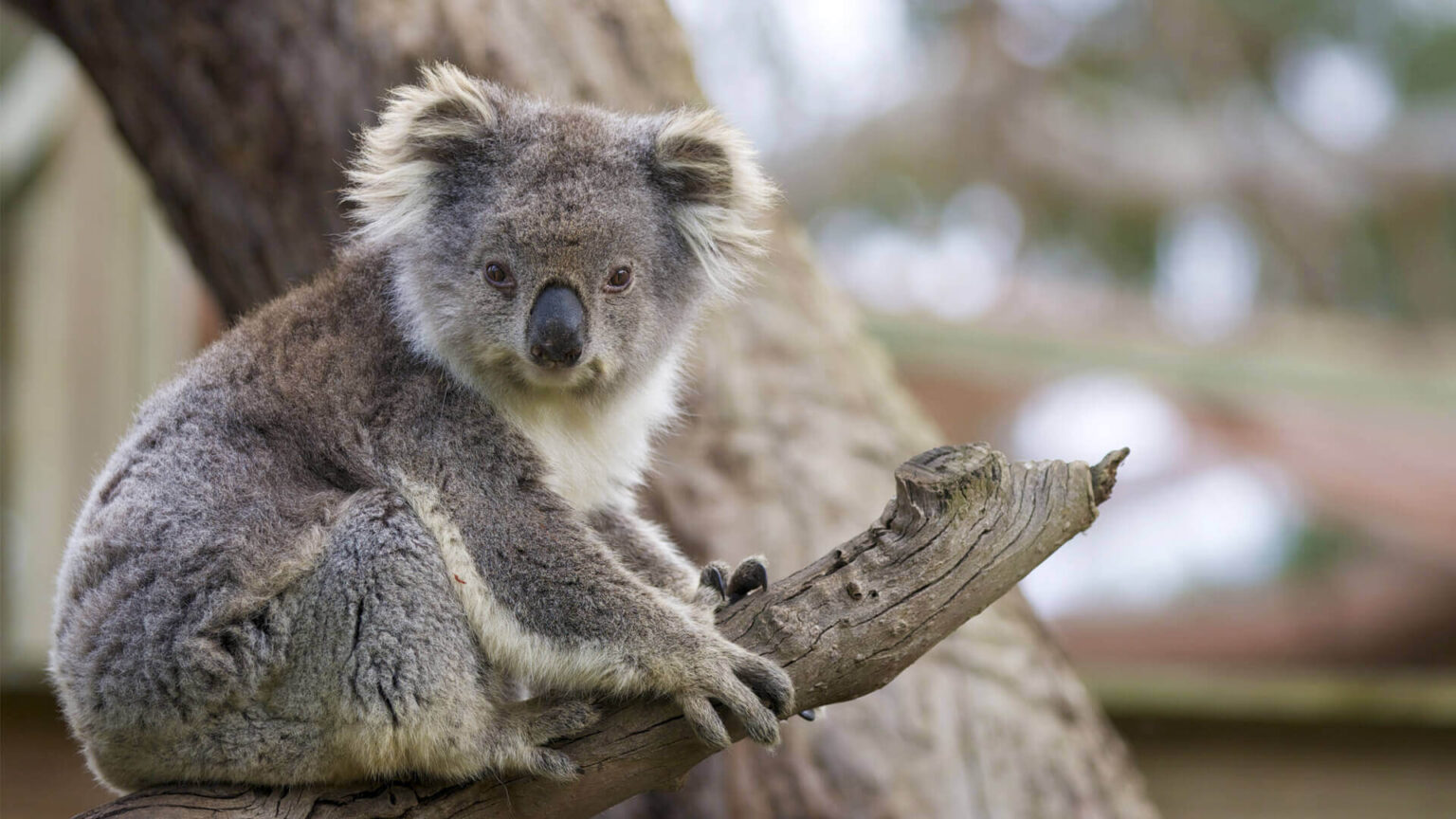 Top 13 Slow Animals In The World (With Pictures)