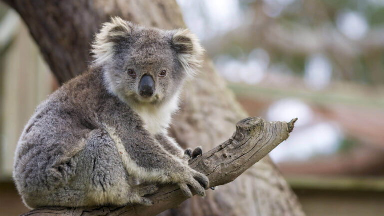 Top 13 Slow Animals In The World (With Pictures)