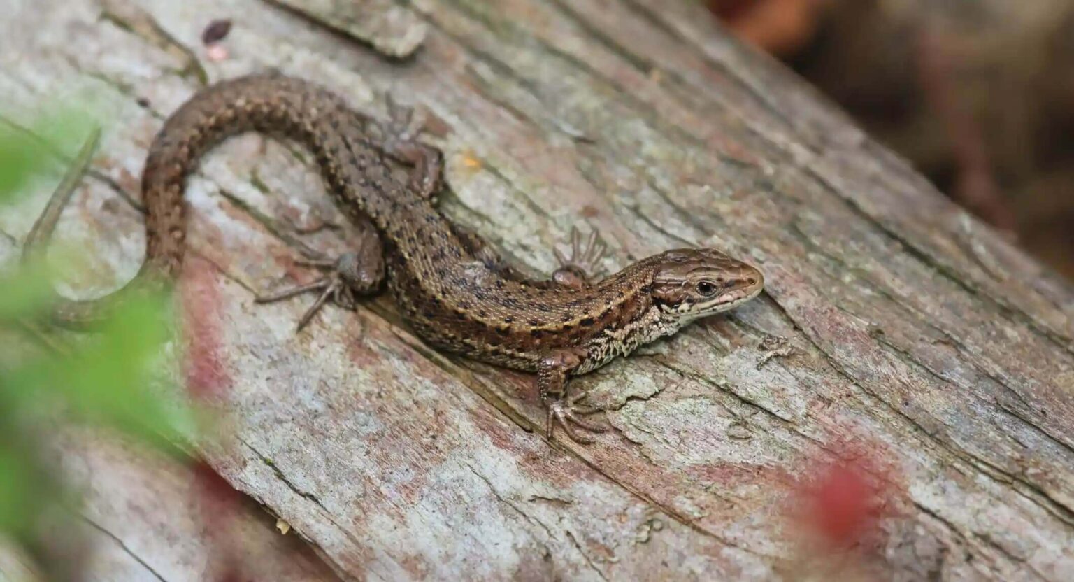 17 Quiet Animals In The World (With Pictures)