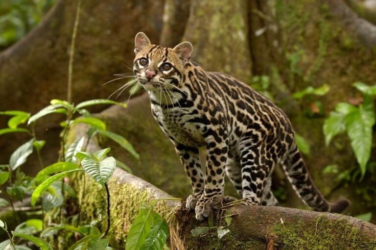 Top 22 Animals That Are Shy In The World (With Pictures)