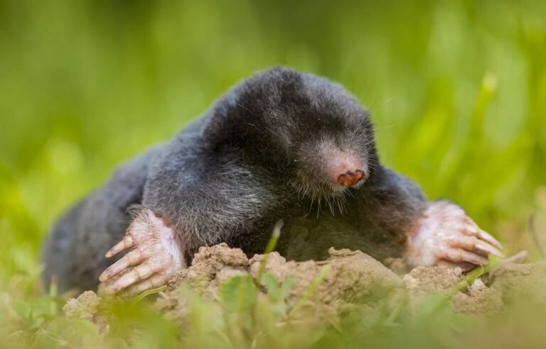 Top 16 Interesting Animals That Are Independent In The World