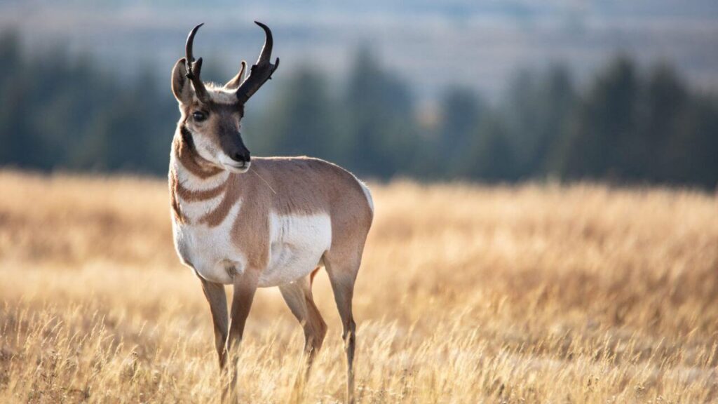 Top 19 Most Curious Animals In The World (With Pictures)