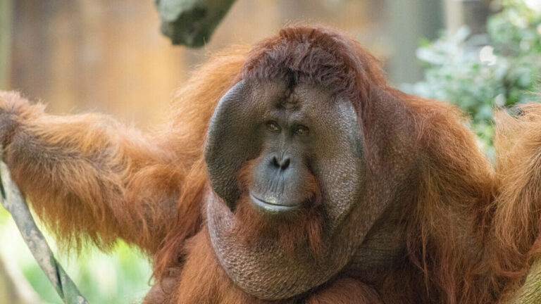 Top 16 Interesting Animals That Are Independent In The World