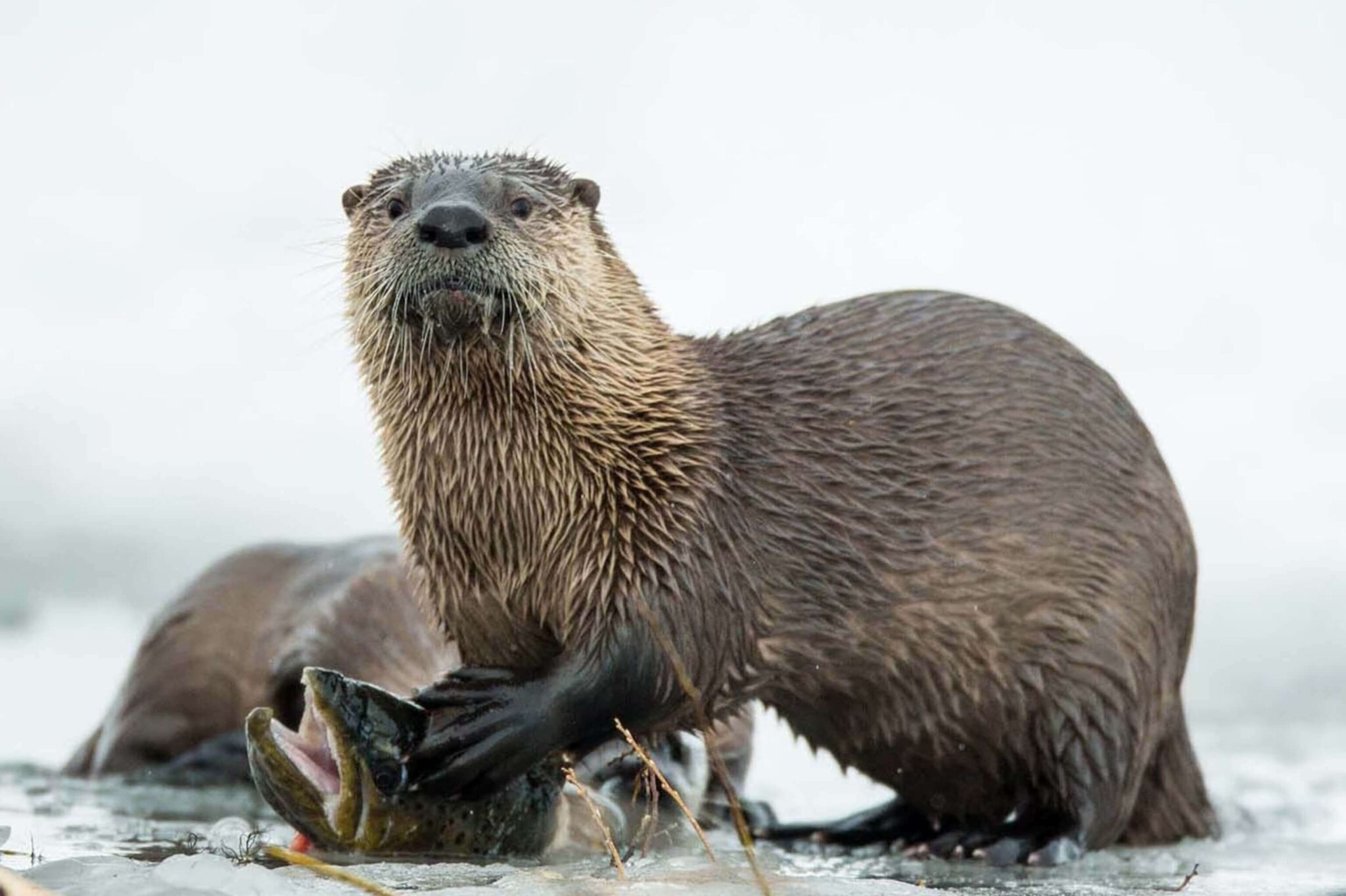 Top 19 Most Curious Animals In The World (With Pictures)