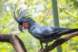 Interesting 14 Animals that Eat Coconuts (With Images)