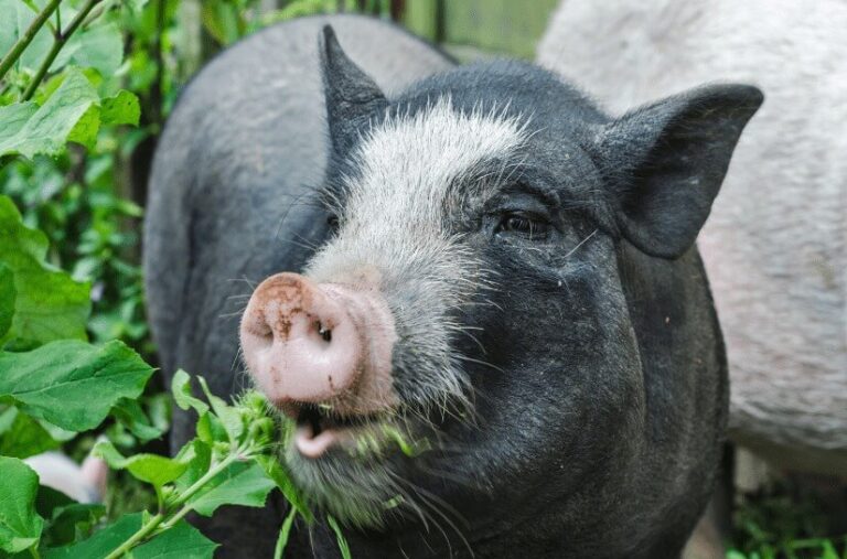 Interesting 14 Animals that Eat Coconuts (With Images)