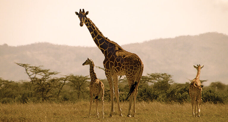 17 Quiet Animals In The World (With Pictures)