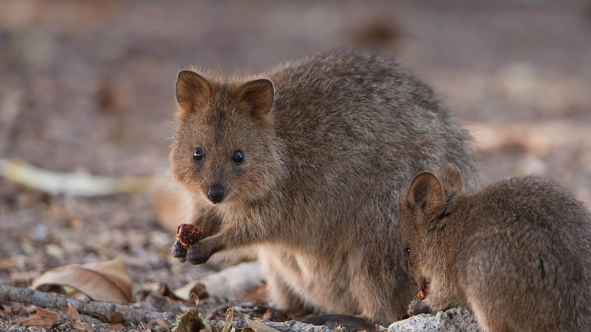 Top 22 Animals That Are Shy In The World (With Pictures)