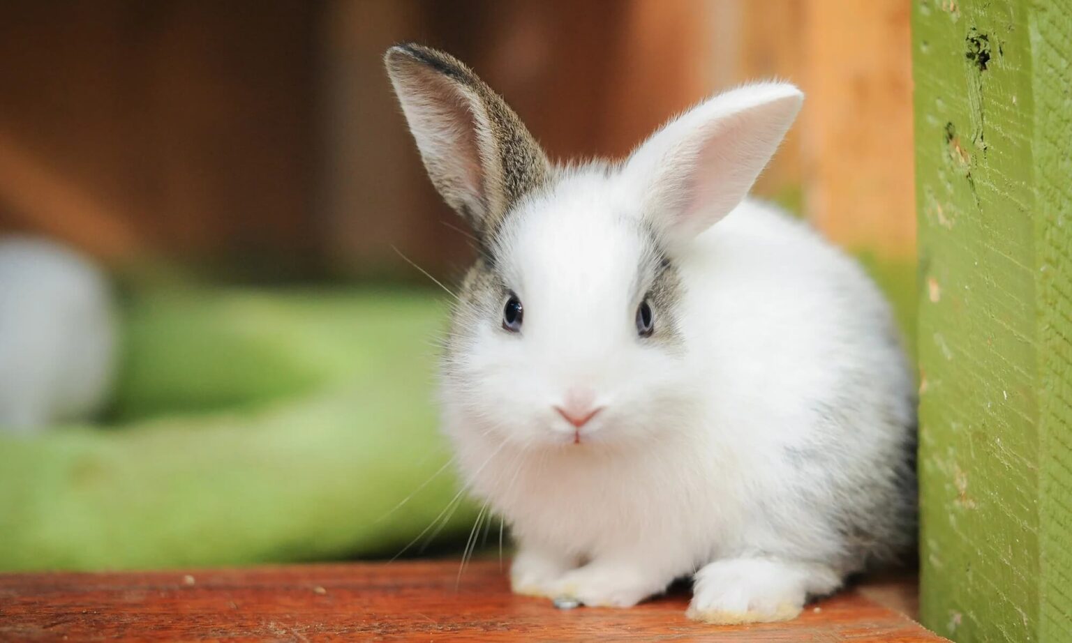 17 Quiet Animals In The World (With Pictures)