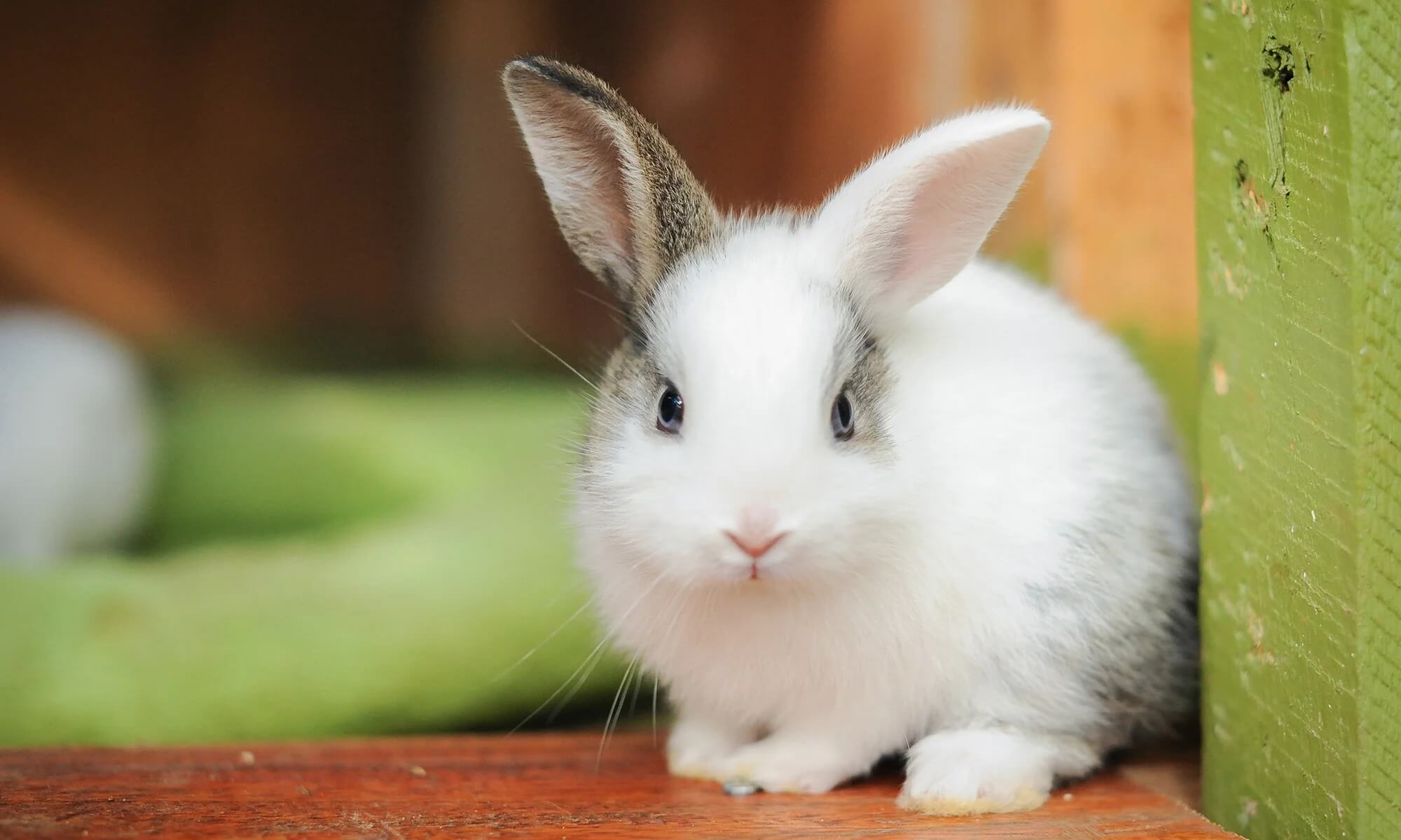 17 Quiet Animals In The World (With Pictures)