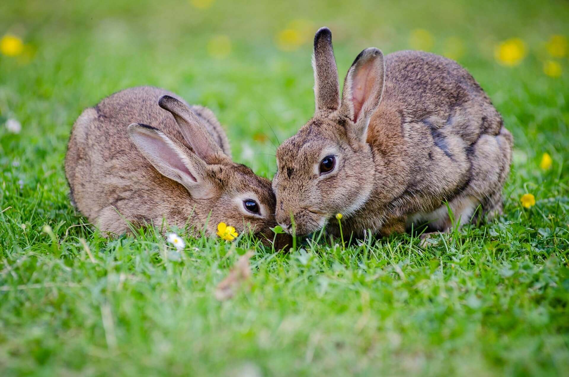 Interesting 15 Animals That Live In Fields (With Pictures)