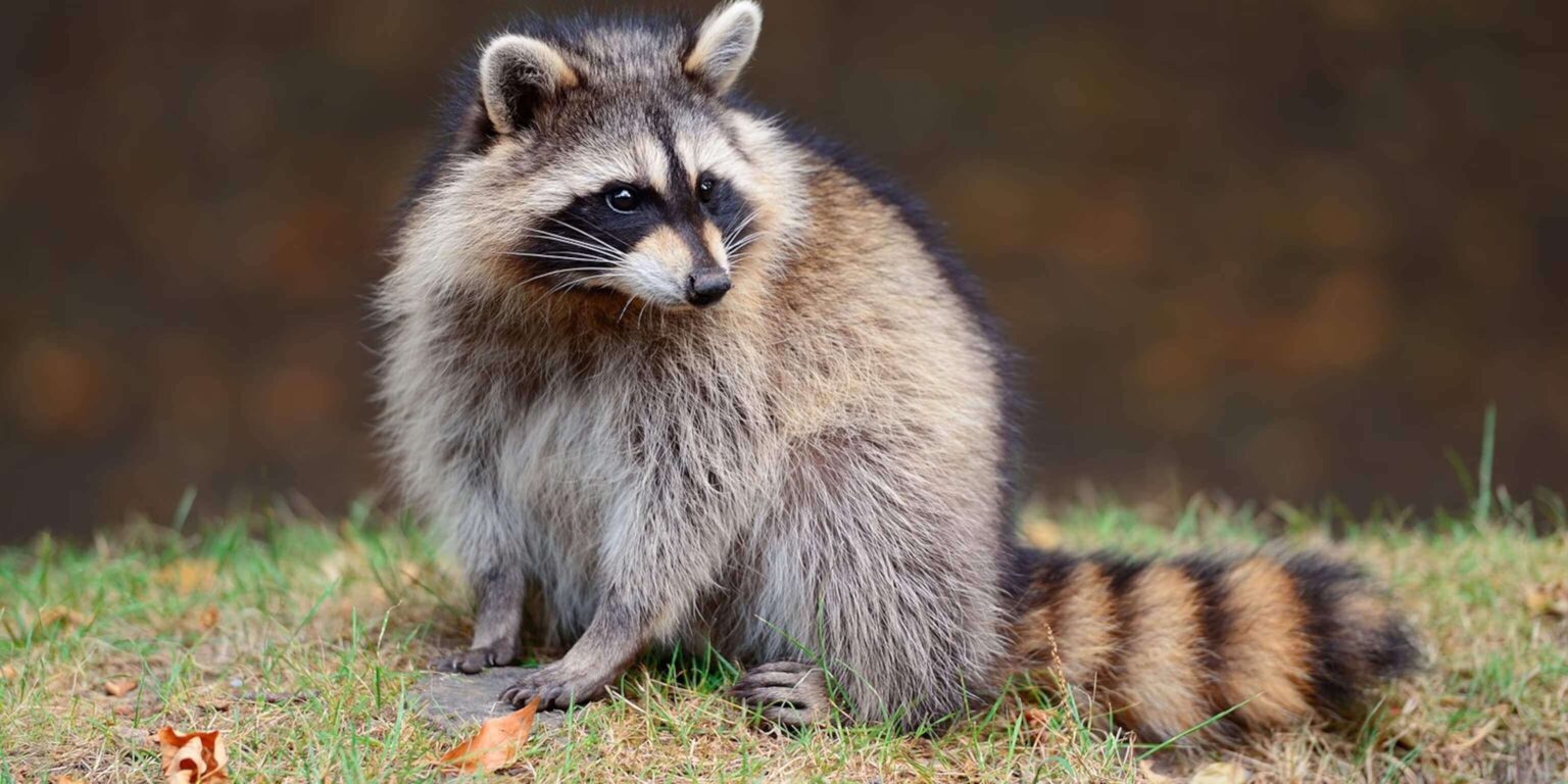 Top 19 Most Curious Animals In The World (With Pictures)