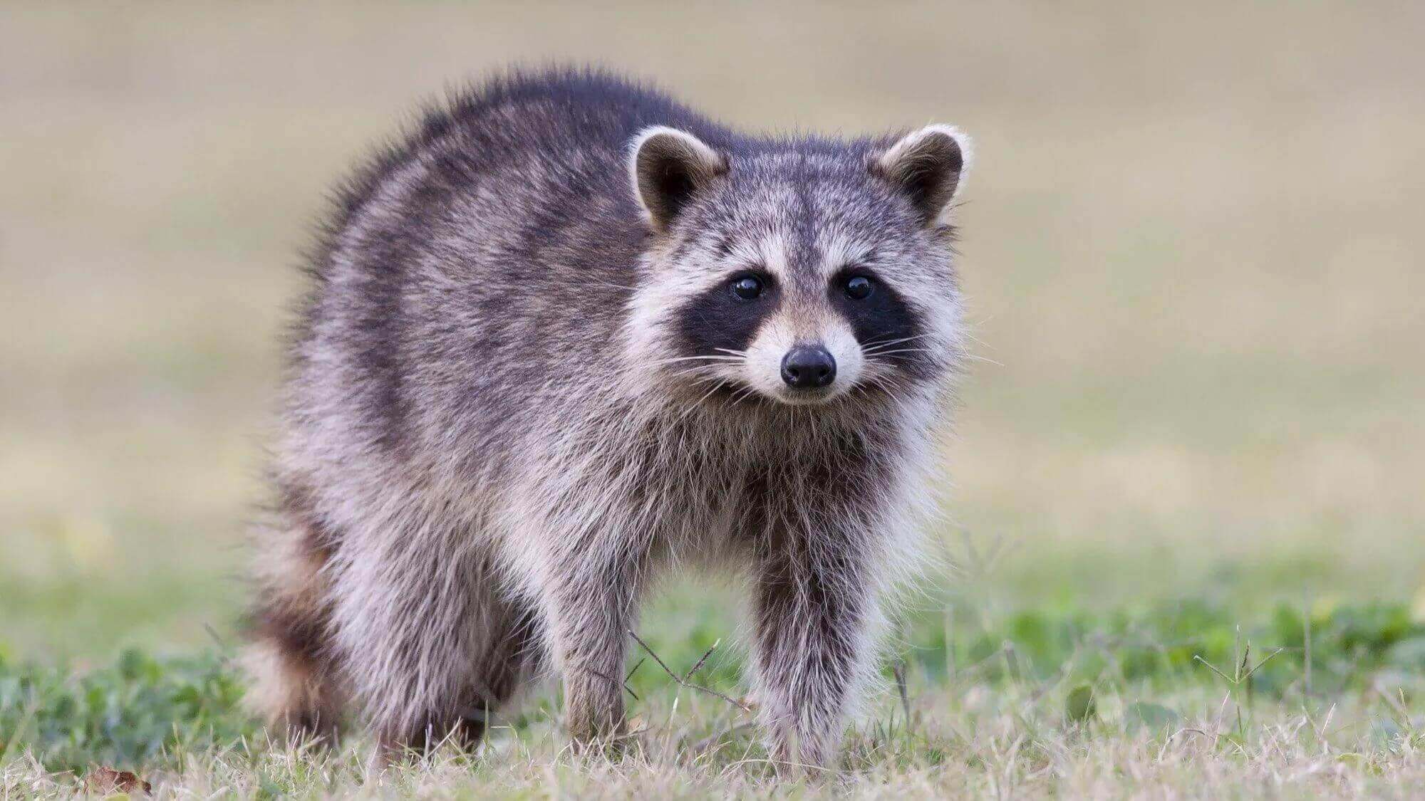 Top 16 Most Interesting Animals That Walk On Two Legs