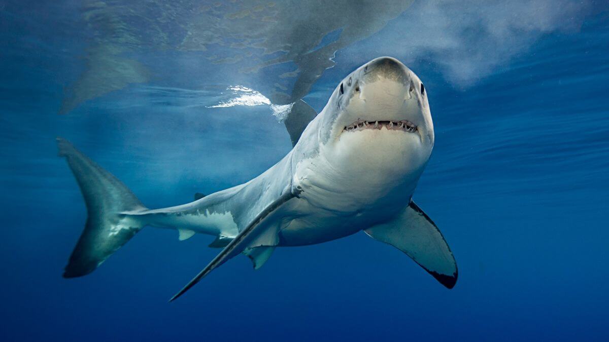 17 Quiet Animals In The World (With Pictures)