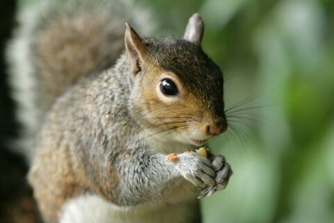 Top 22 Animals That Are Shy In The World (With Pictures)