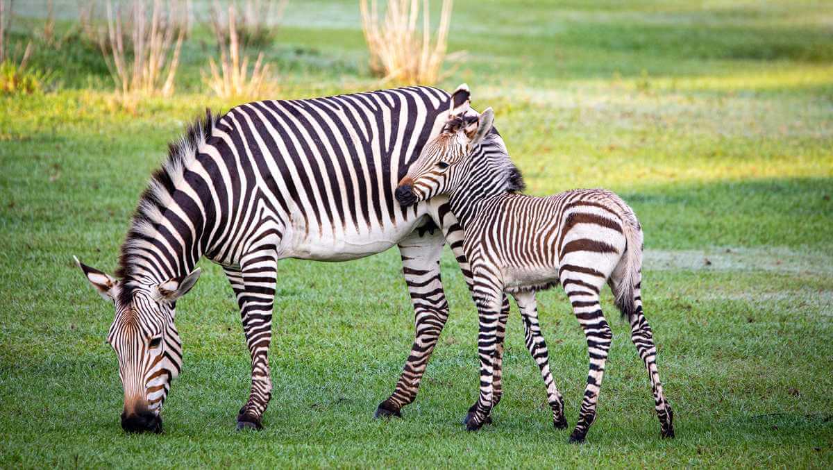 Top 22 Animals That Are Shy In The World (With Pictures)