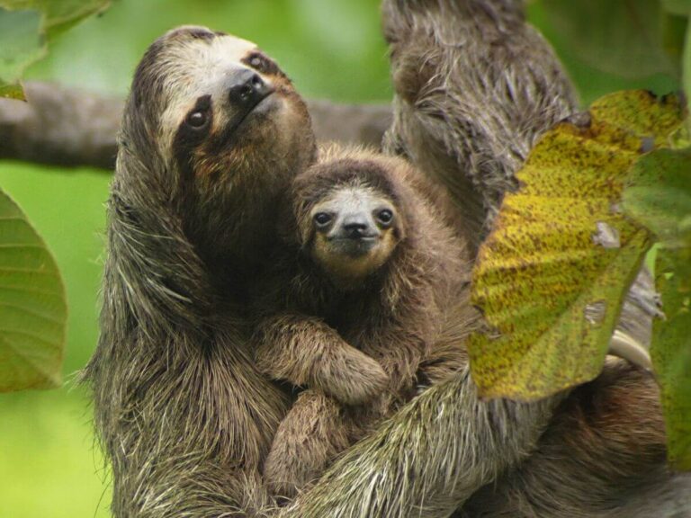 Interesting Top 7 Mammals That Can’t Jump (With Pictures)