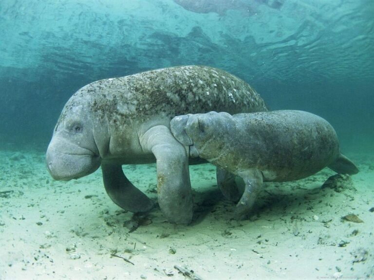 Top 13 Slow Animals In The World (With Pictures)