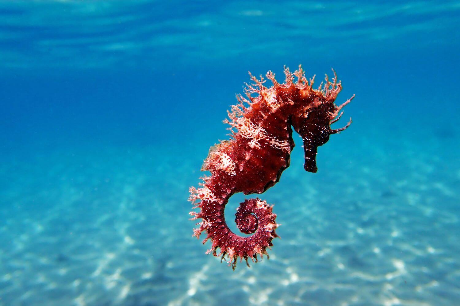 Top 13 Slow Animals In The World (With Pictures)