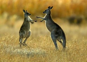 Interesting Facts: How Strong Kangaroos Are?