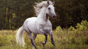 Interesting 13 Most Stubborn Animals In The World