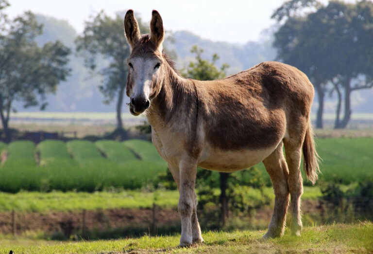 Interesting 13 Most Stubborn Animals In The World