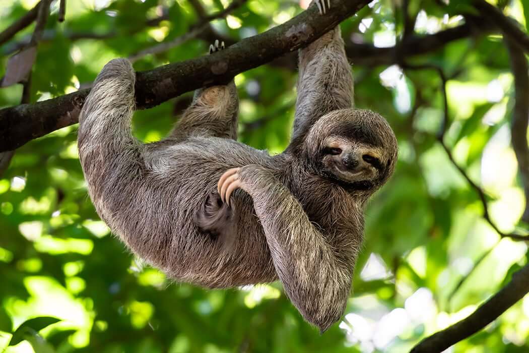 Top 13 Slow Animals In The World (With Pictures)