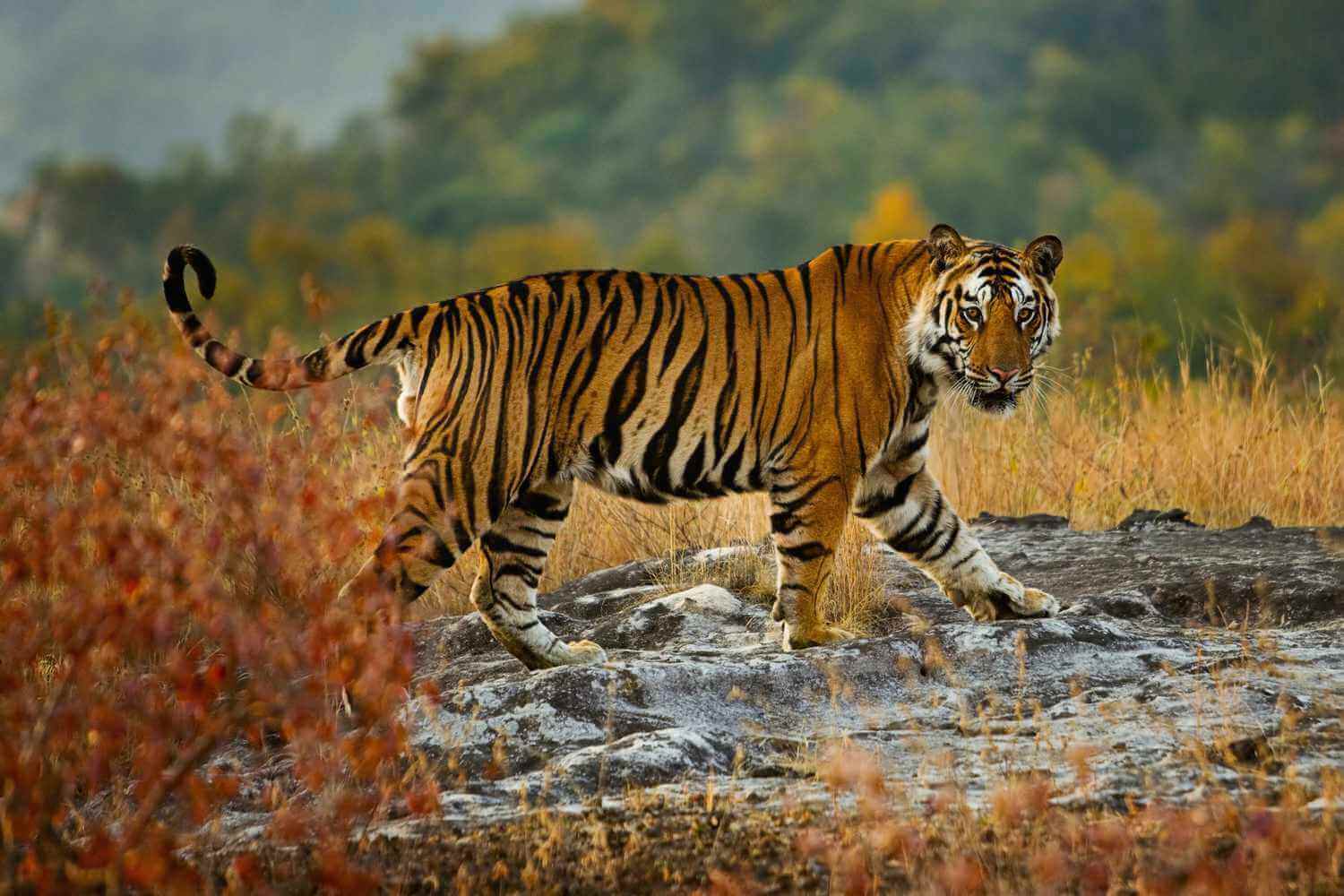 Top 16 Interesting Animals That Are Independent In The World