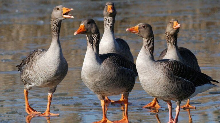 Interesting Top 14 Animals That Eat Corn (With Pictures)