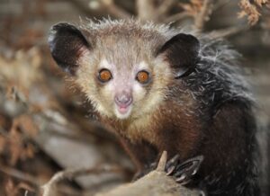 Interesting 14 Animals that Eat Coconuts (With Images)